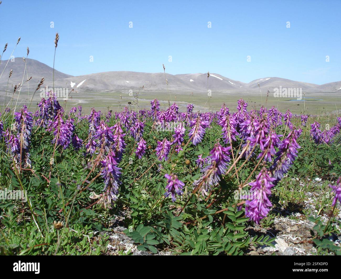 Alpine sainfoin (Hedysarum hedysaroides), Plantae, Провиденский р-н ...
