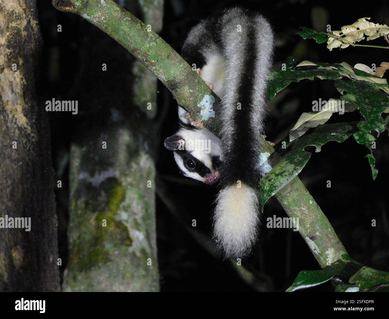 Striped Possum (Dactylopsila trivirgata), Mammalia, Fig Tree Road, East ...