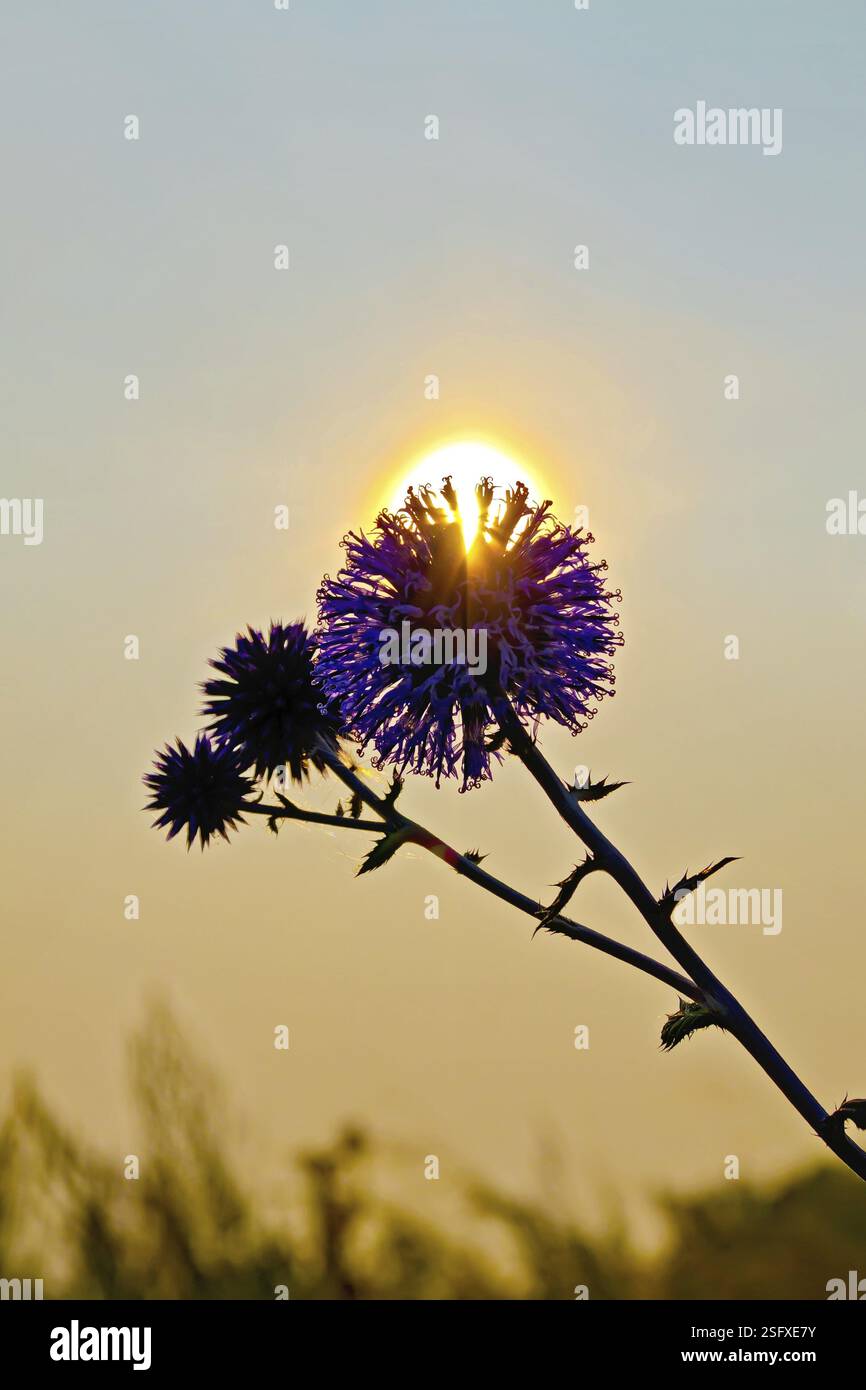 The sun breaks through the prickly flower petals at sunset Stock Photo ...