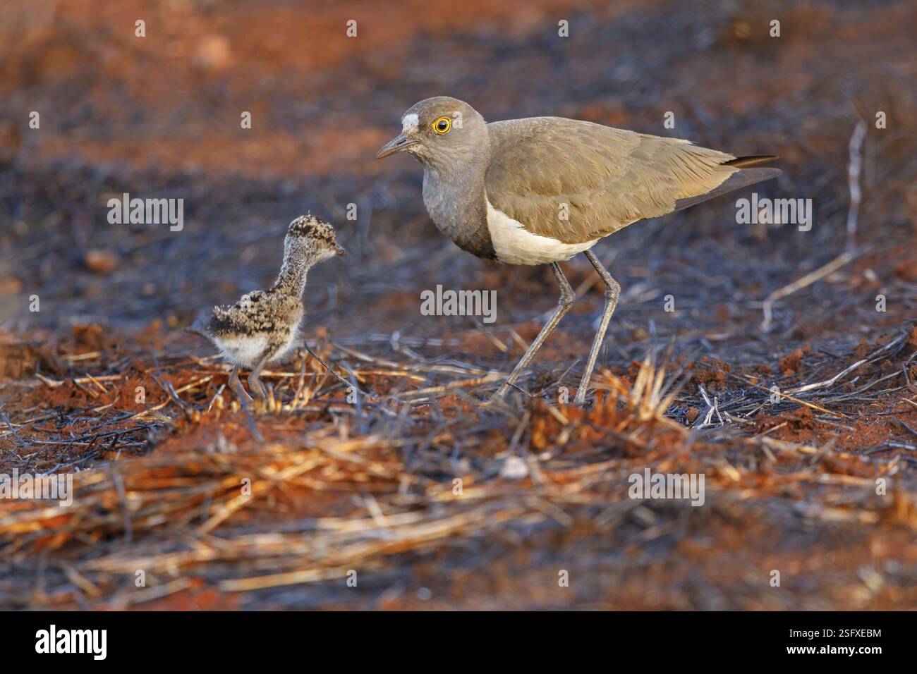 Lapwing (Vanellus lugubris), animals, birds, biotope, habitat, foraging ...