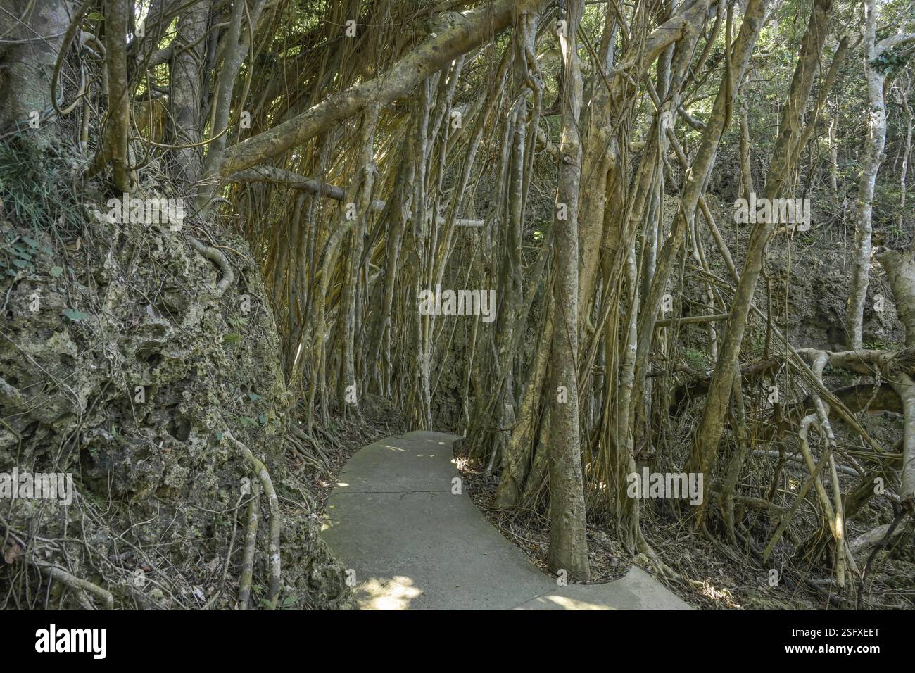 Aerial roots of the banyan fig, hiking trail through limestone cliffs ...