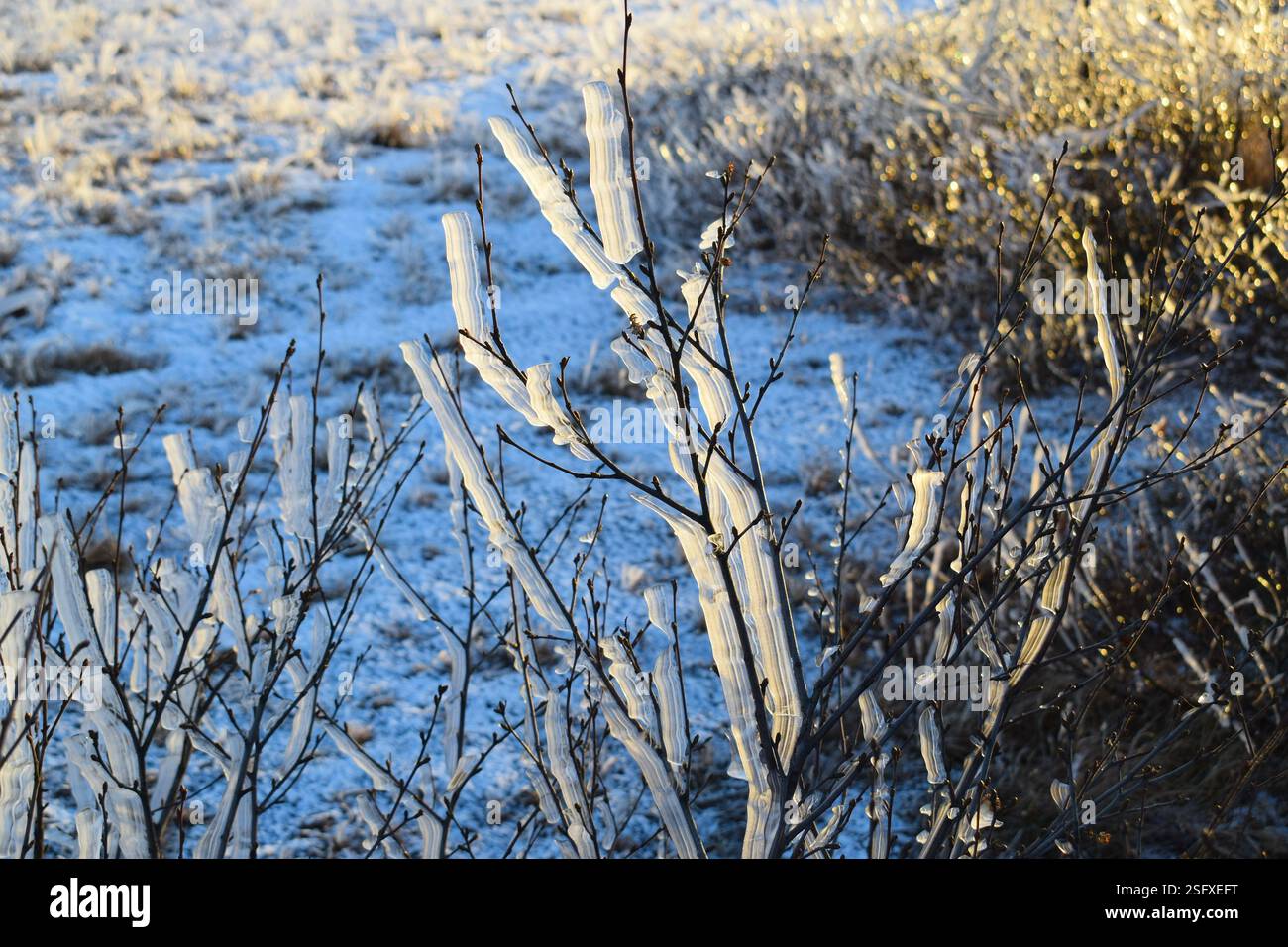 A stunning Icelandic sunset casts golden light over frozen trees, with ...