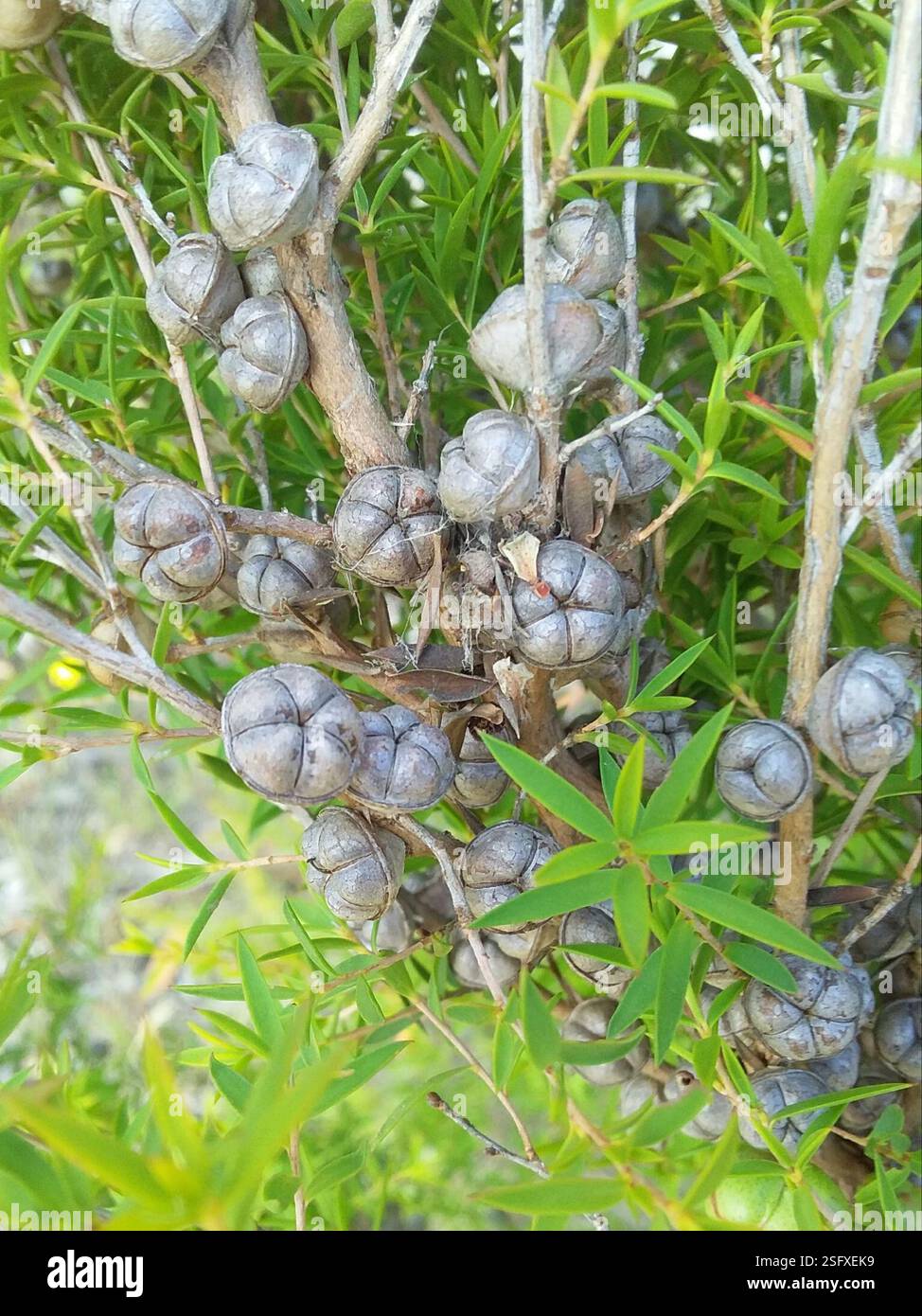 prickly tea-tree (Leptospermum continentale), Plantae, Kuitpo SA 5201 ...