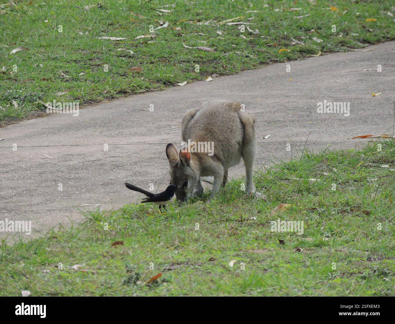 Agile Wallaby (Notamacropus agilis), Mammalia, Nitmiluk NT 0852 ...