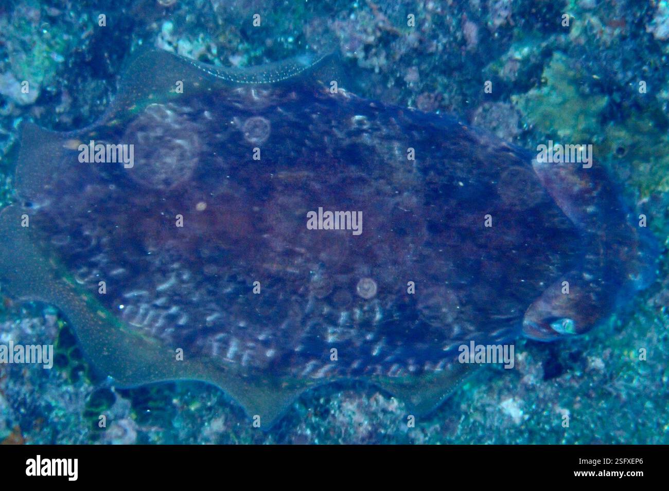 Giant African Cuttlefish (Sepia hierredda), Mollusca, São Vicente, Cape ...