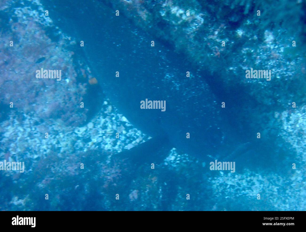 Greater Soapfish (Rypticus saponaceus), Actinopterygii, Baía da ...