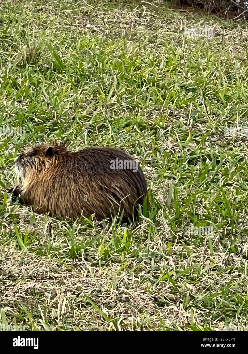 Coypu (Myocastor coypus), Mammalia, Resoft County Park, Alvin, TX, US Stock Photo - Alamy
