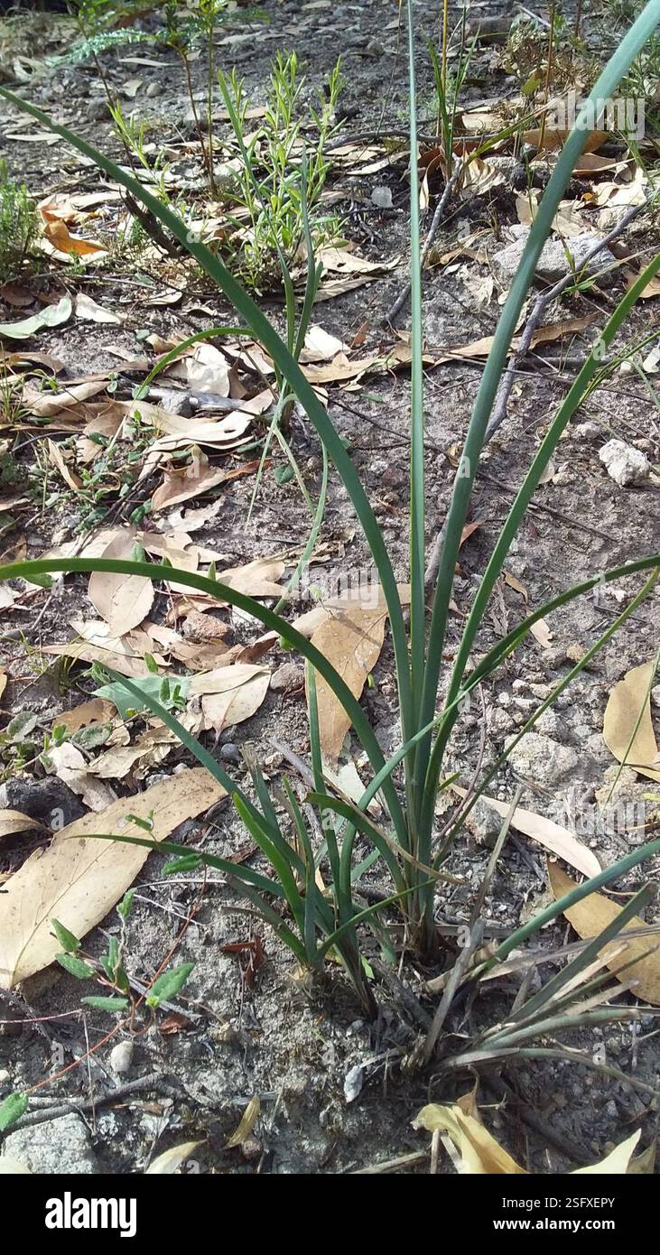 iron-grass (Lomandra multiflora dura), Plantae, Crafers SA 5152 ...