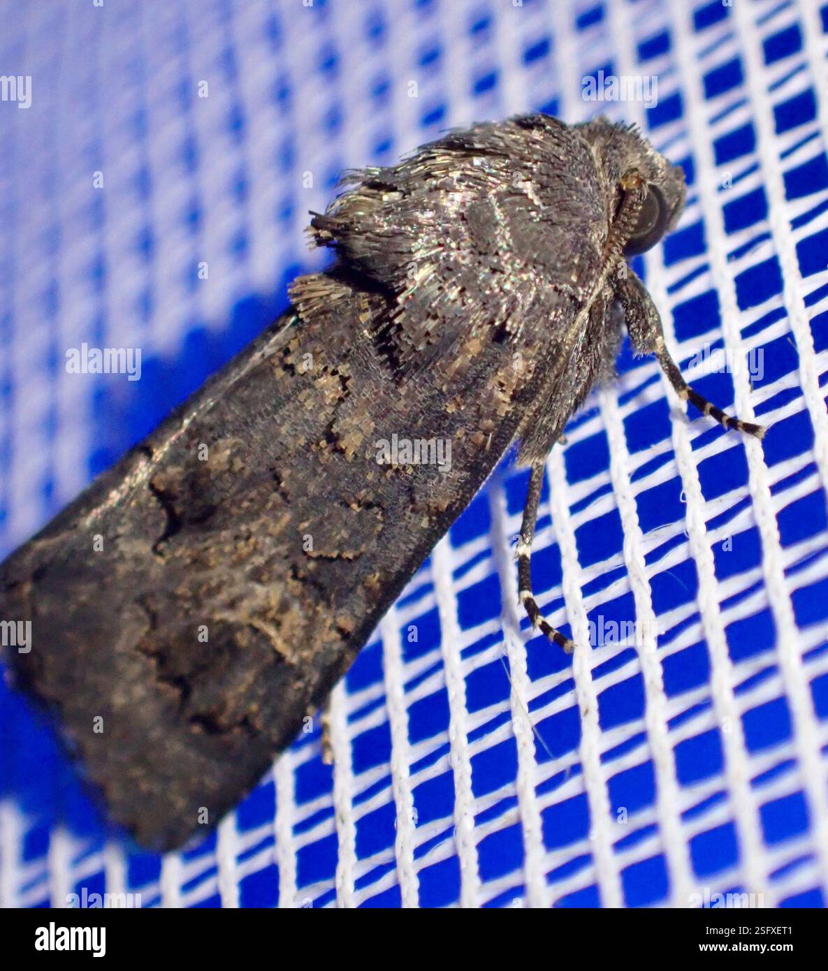 Cutworm Moths and Allies (Noctuidae), Insecta, Santo Antão, Cape Verde ...