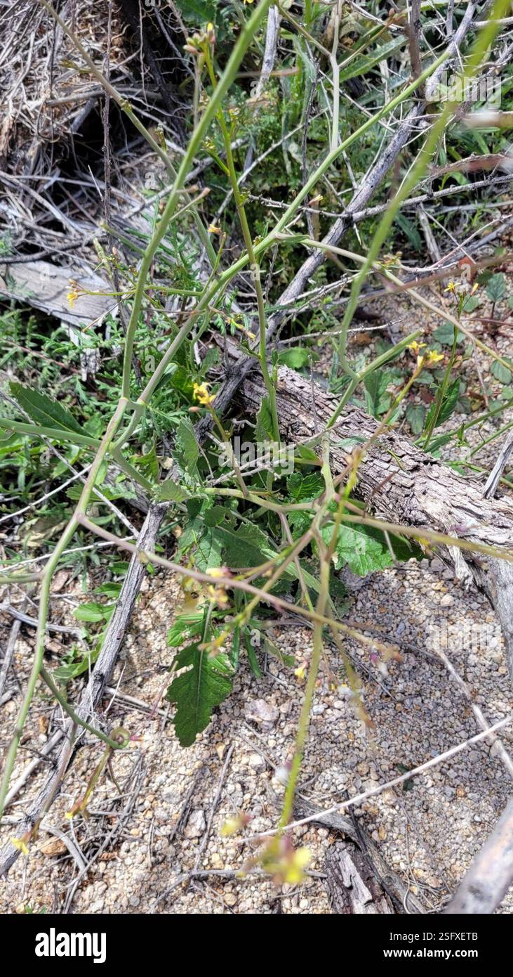 Saharan Mustard (Brassica tournefortii), Plantae, Riverside County, CA ...
