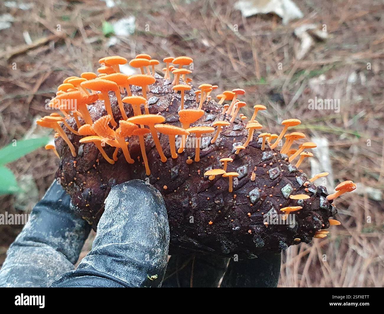 orange pore fungus (Favolaschia claudopus), Fungi, Wellington, NZ-WG ...