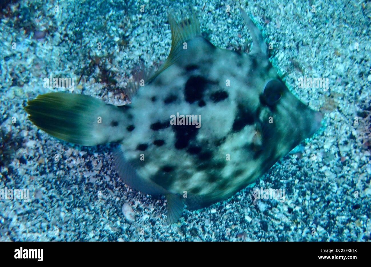 Planehead Filefish (Stephanolepis hispida), Actinopterygii, Baía Entre ...