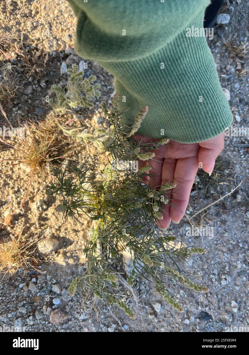lineleaf whitepuff (Oligomeris linifolia), Plantae, Coronet Ave ...