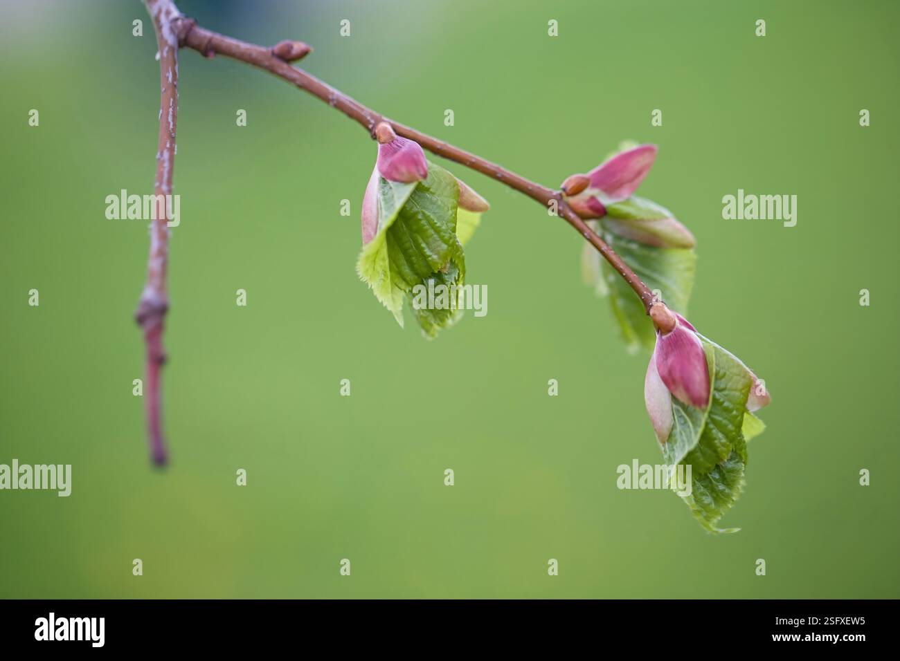 Emerging foliage in early hi-res stock photography and images - Alamy