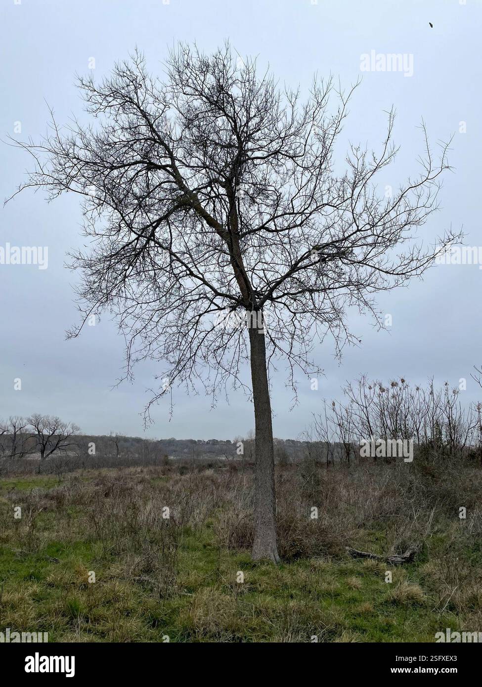 sugar hackberry (Celtis laevigata), Plantae, Winkler Park, Moody, TX ...