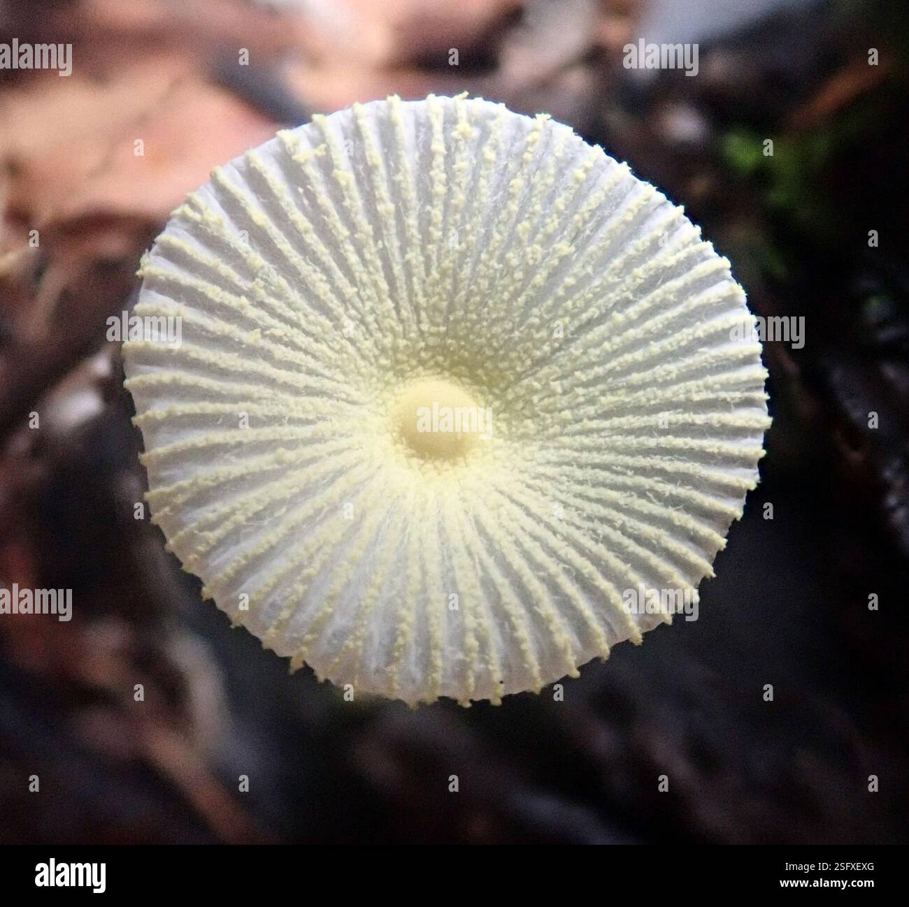 Fragile Dapperling (Leucocoprinus fragilissimus), Fungi, Auckland ...