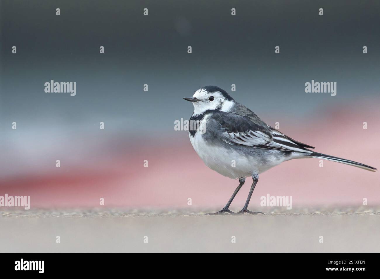 White wagtail, (Motacilla alba), animals, birds, songbirds, family of ...