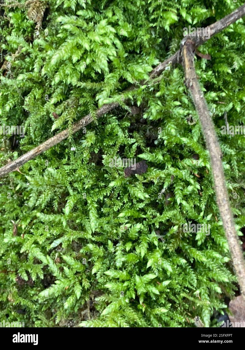 Rough-stalked Feather-moss (Brachythecium rutabulum), Plantae, Orchard ...