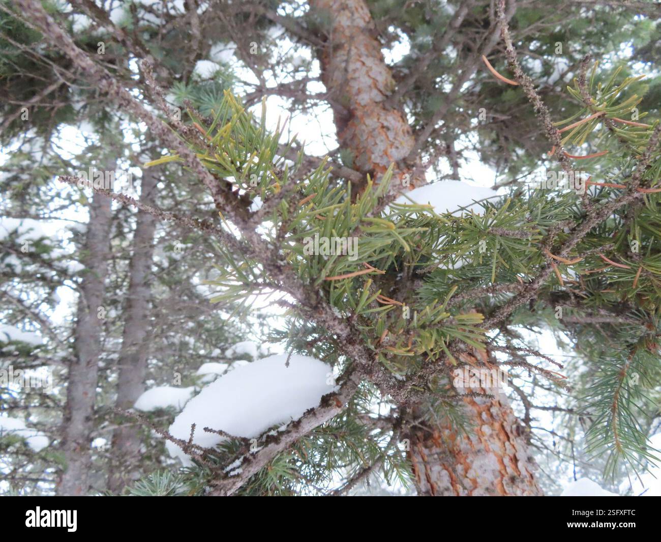 Engelmann spruce (Picea engelmannii), Plantae, Summit, Colorado, United ...