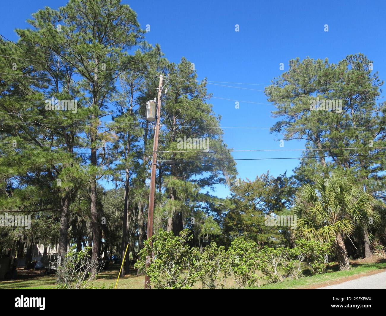 American hard pines (Trifoliae), Plantae, Windsor Forest, Savannah, GA ...