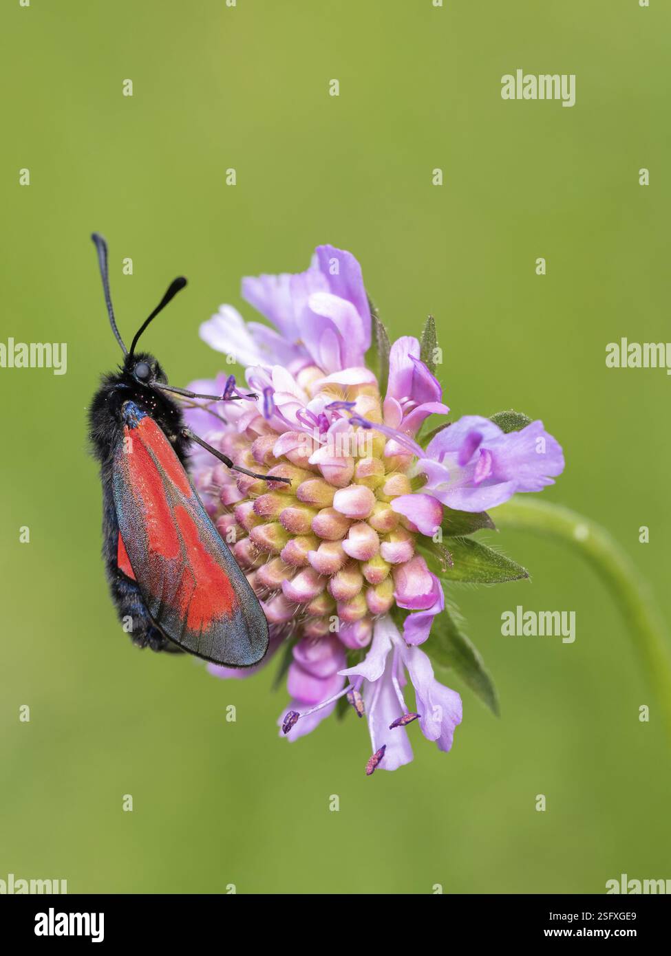 (Zygaena purpuralis), (Zygaena minos), thyme hawk moth, beavernell hawk ...