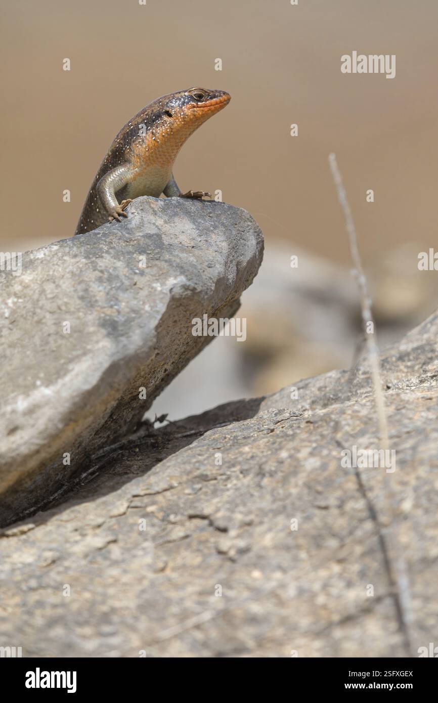 Short-necked skink, lizard, Sudan Mabuya, (Trachylepis brevicollis ...