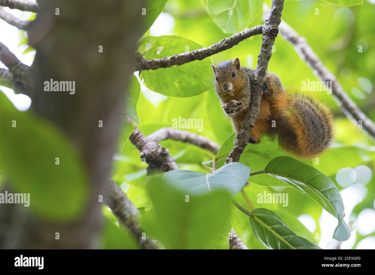 African Ground Squirrel, squirrel family, animals, mammals, biotope ...