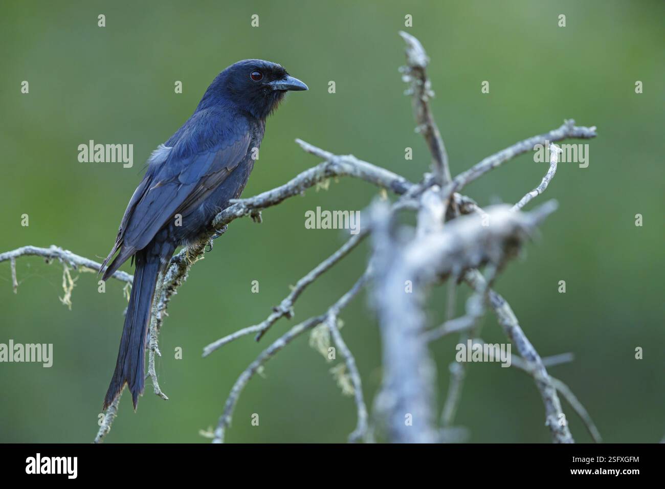 Mourning drongo, (Dicrurus adsimilis), animals, birds, drongo family ...