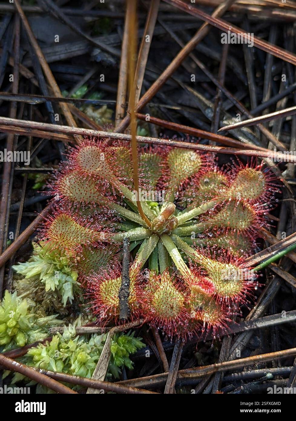 Pink Sundew (Drosera capillaris), Plantae, DeLand, FL 32724, USA Stock ...