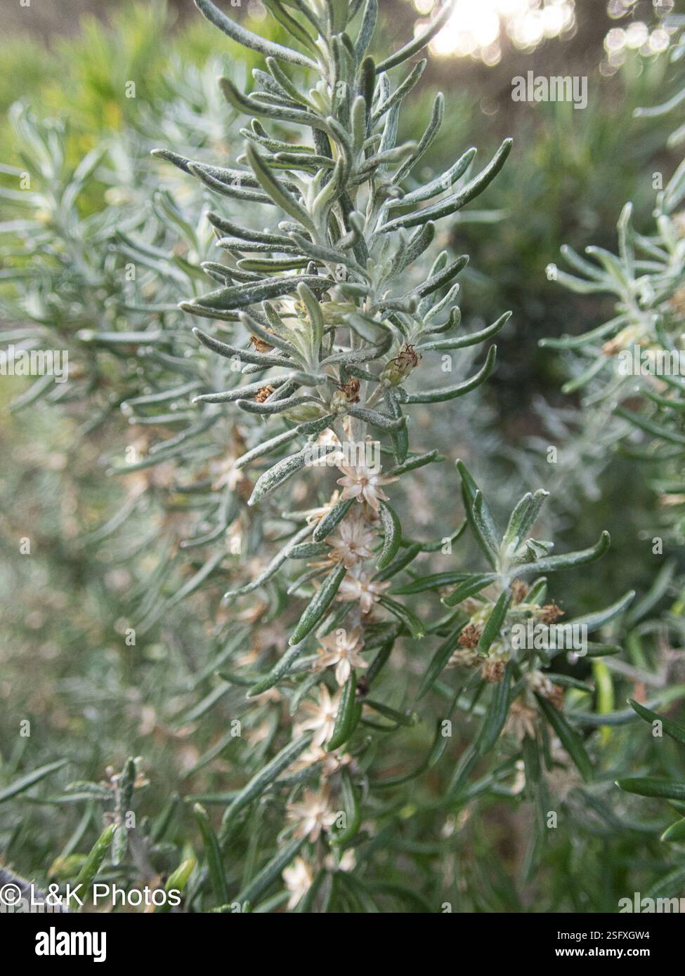 Coastal Daisy-Bush (Olearia axillaris), Plantae, Inverloch VIC 3996 ...