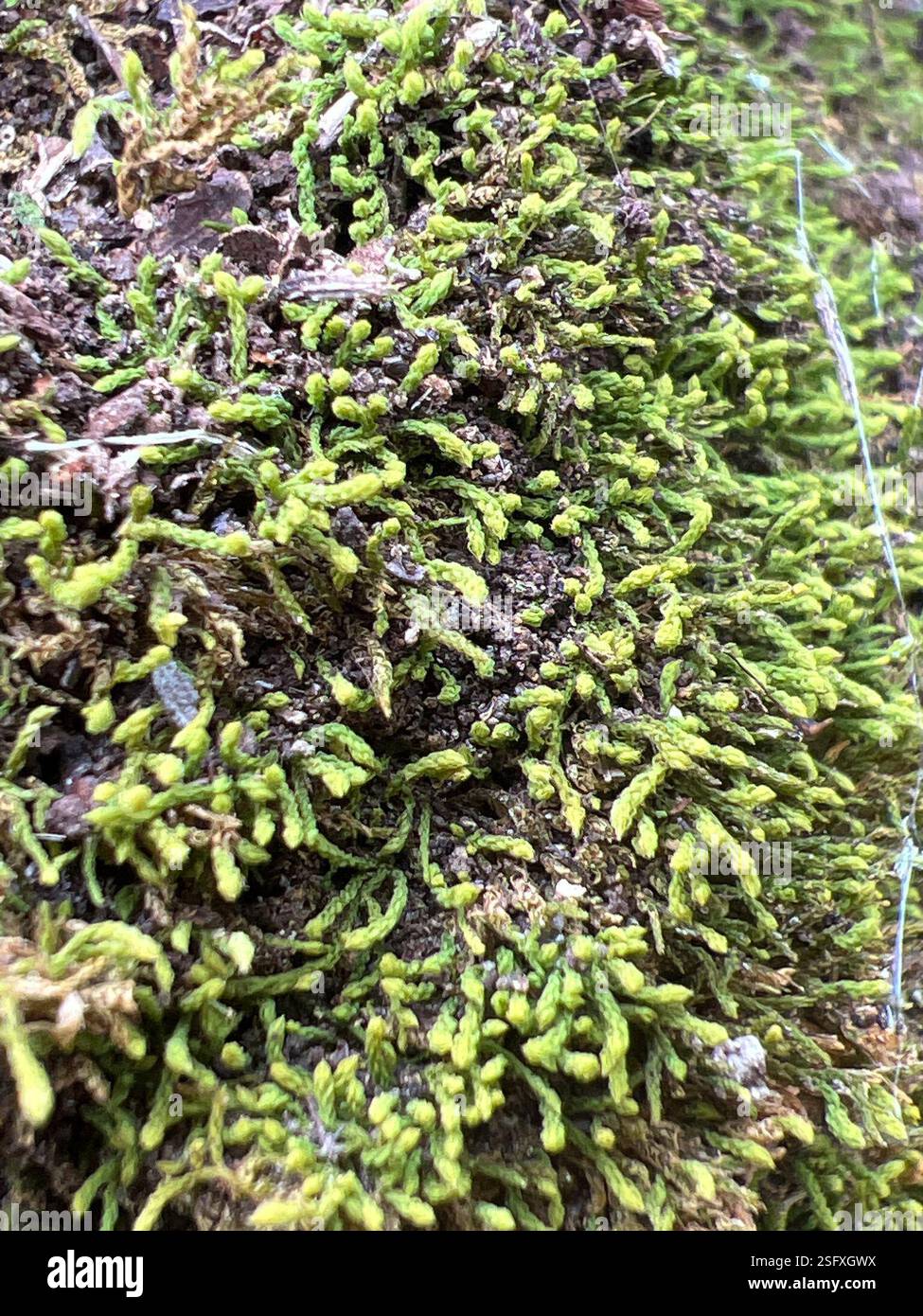 Yellow Yarn Moss (Claopodium rostratum), Plantae, Efland, NC, US Stock ...