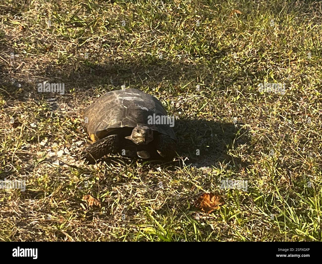 Gopher Tortoise (Gopherus polyphemus), Reptilia, Florida, US Stock ...
