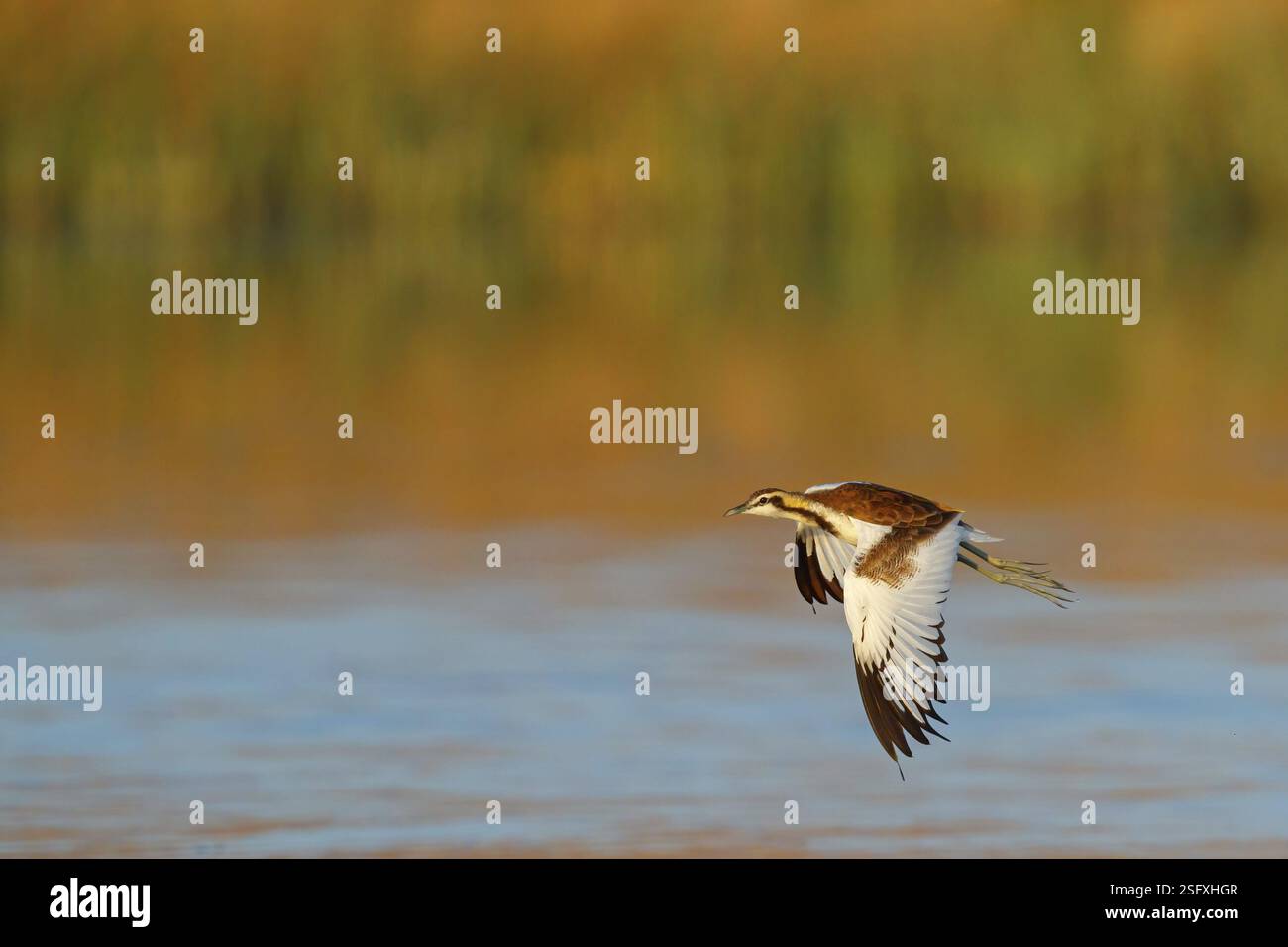 Water pheasant, (Hydrophasianus chirurgus), pheasant, biotope, habitat ...