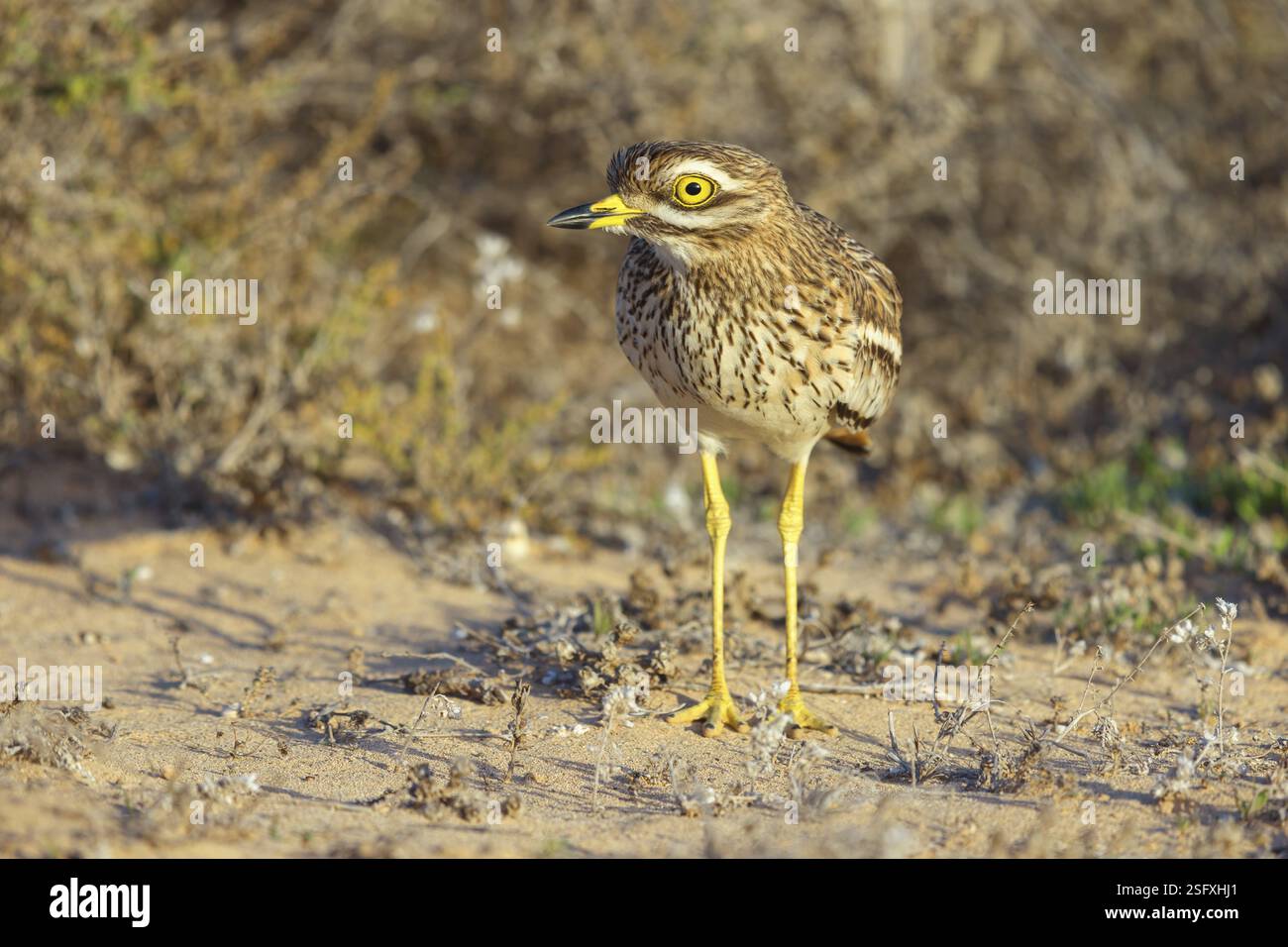 Curlew, Animals, Birds, (Burhinus oedicnemus), Biotope, Habitat ...