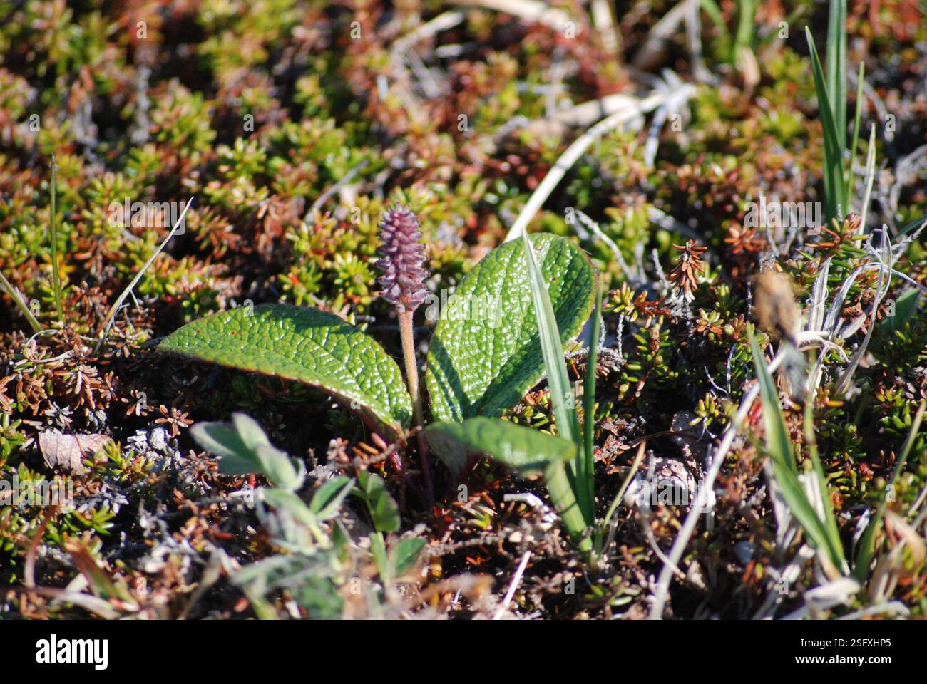 Net-leaved Willow (Salix reticulata), Plantae, Провиденский р-н ...