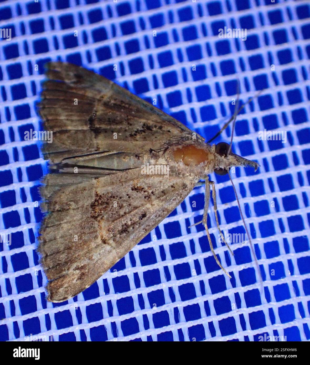 Lantana Defoliator (Hypena laceratalis), Insecta, Santo Antão, Cape ...