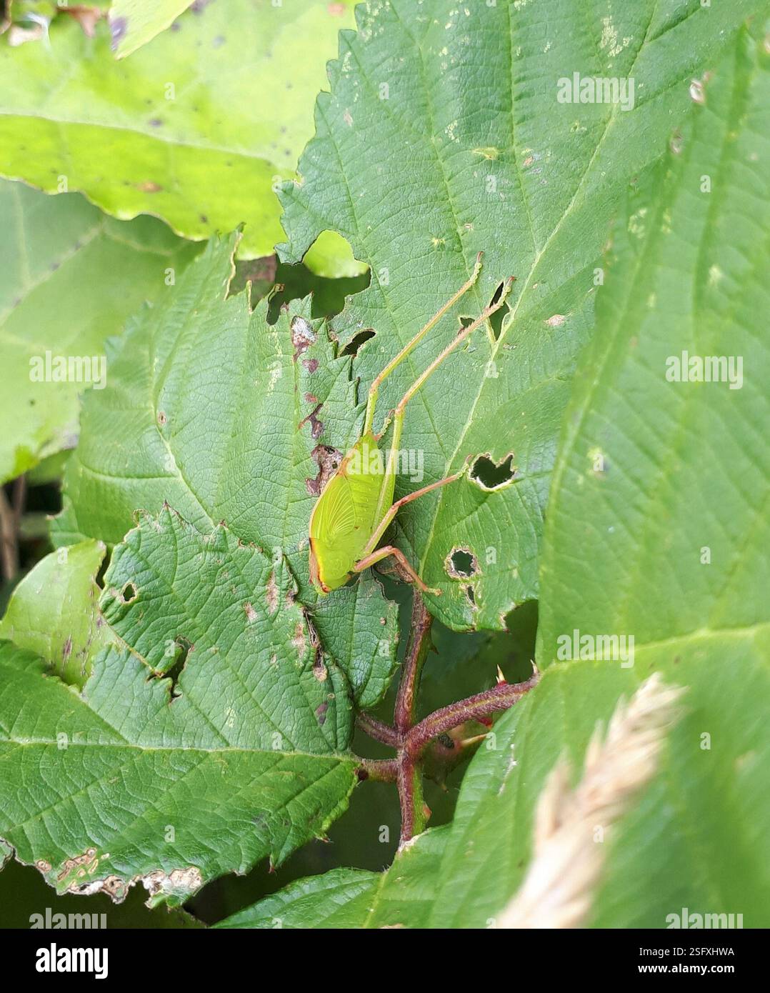 Australian Common Garden Katydid (Caedicia simplex), Insecta, Pokohiwi ...