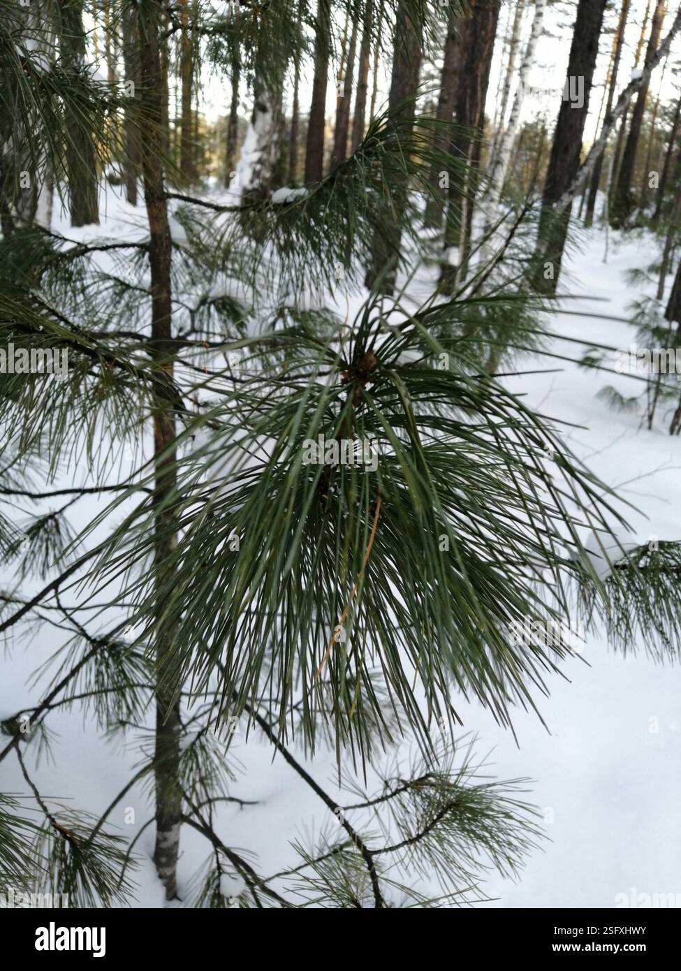 Siberian pine (Pinus sibirica), Plantae, Иркутская обл., Россия, 665490 ...