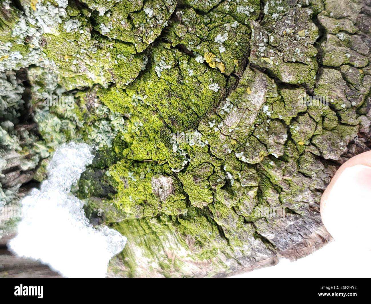 green algae (Chlorophyta), Plantae, Fergus, Montana, United States ...