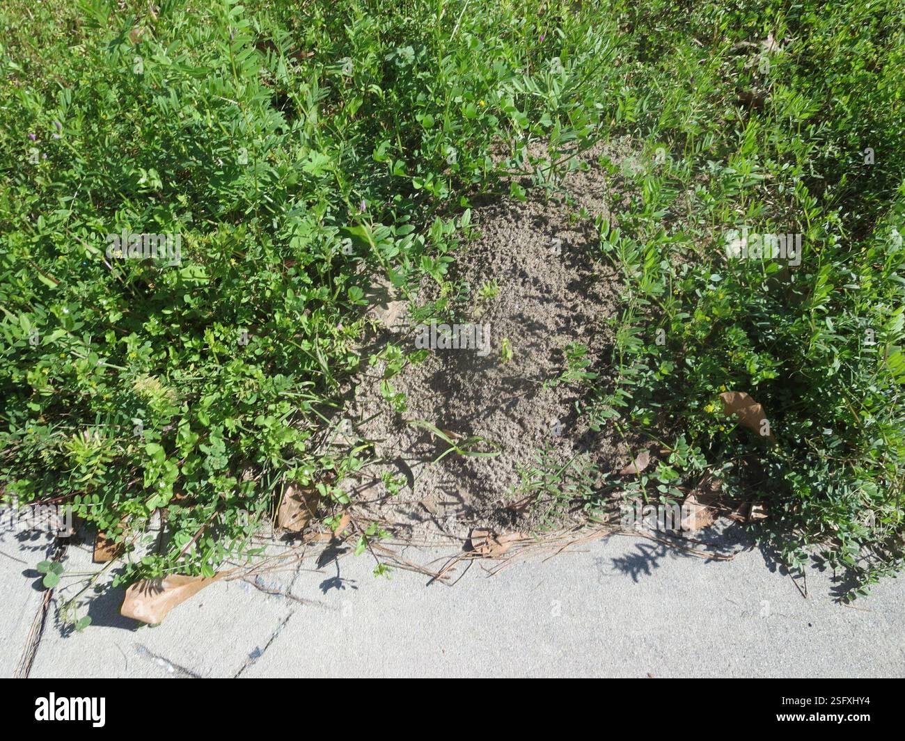 Red Imported Fire Ant (Solenopsis invicta), Insecta, Windsor Forest ...