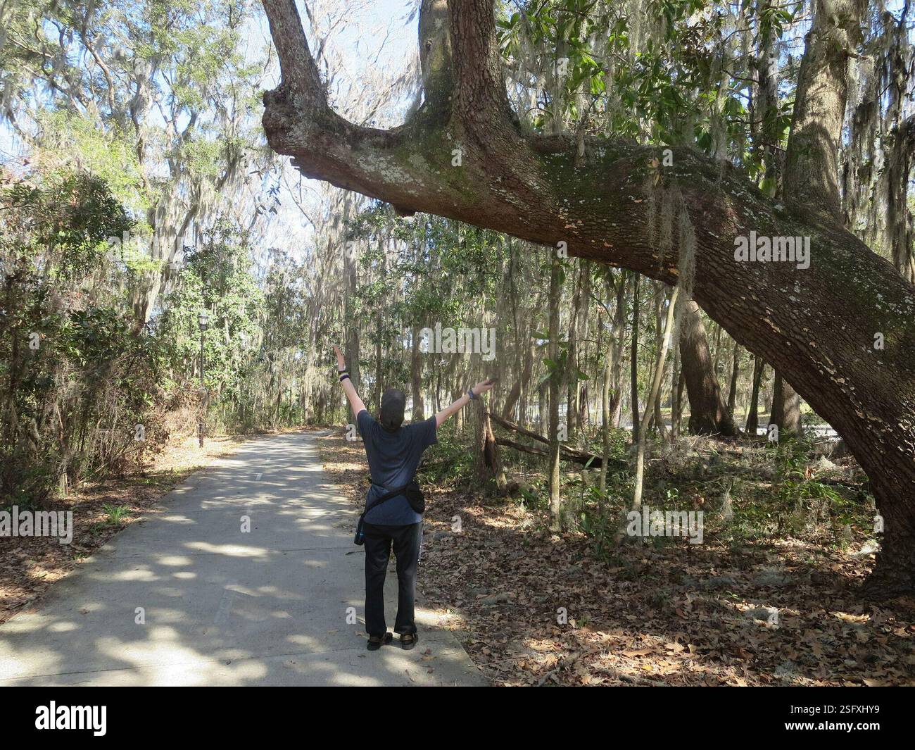 southern live oak (Quercus virginiana), Plantae, Windsor Forest ...