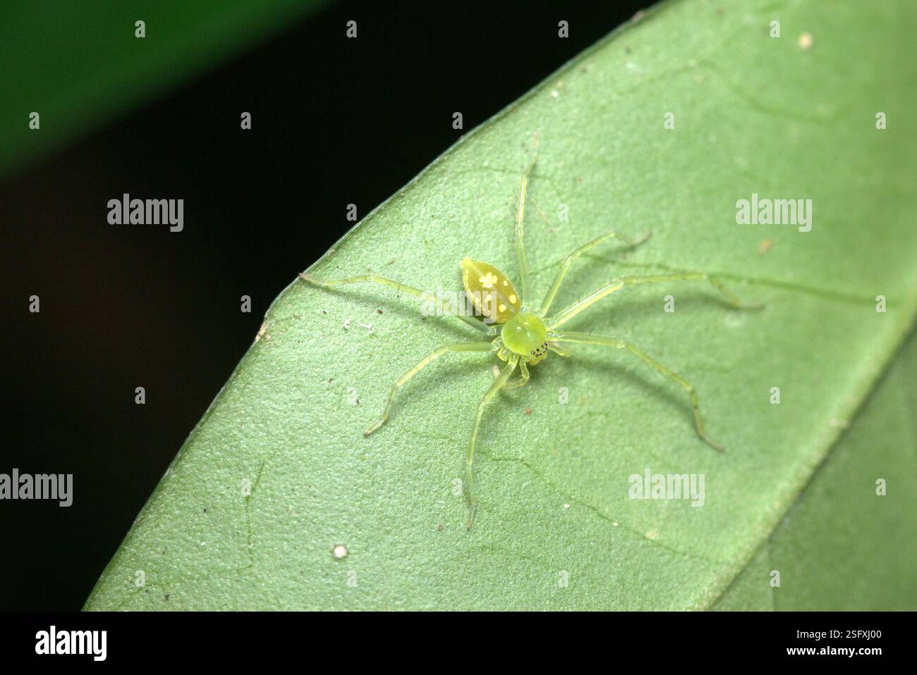 Huntsman Spiders (Sparassidae), Arachnida, Fernandes Pinheiro - PR ...
