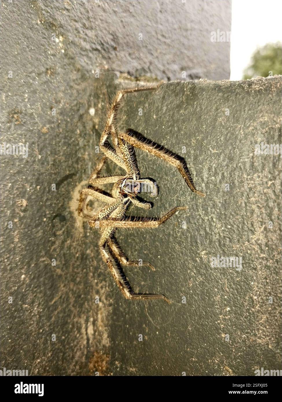 Rain Spiders (Palystes), Arachnida, Campher's Drift, George, 6529 ...