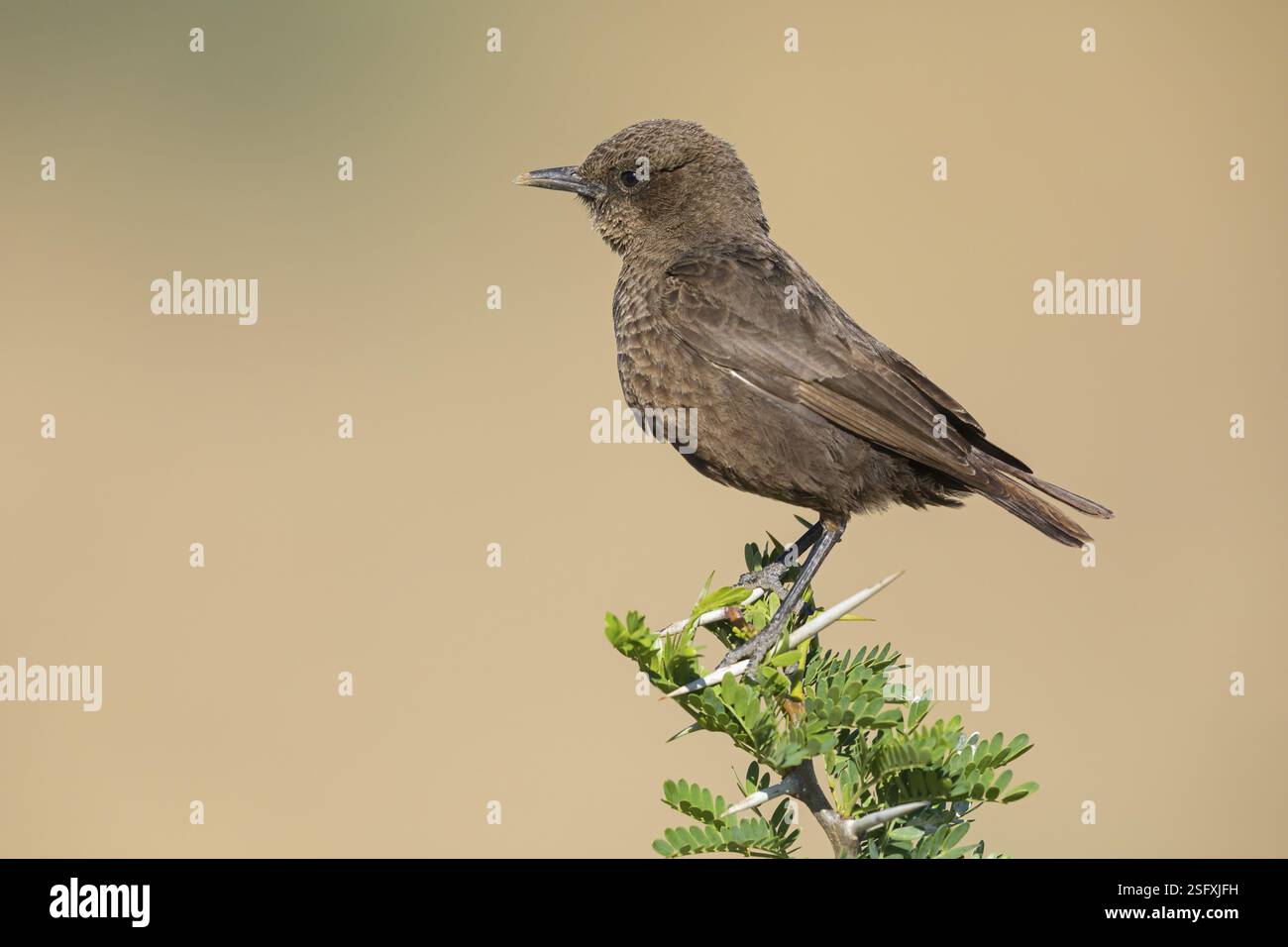 Termite Chat, nLittle Dancer, (Myrmecocichla formicivora), Animals ...