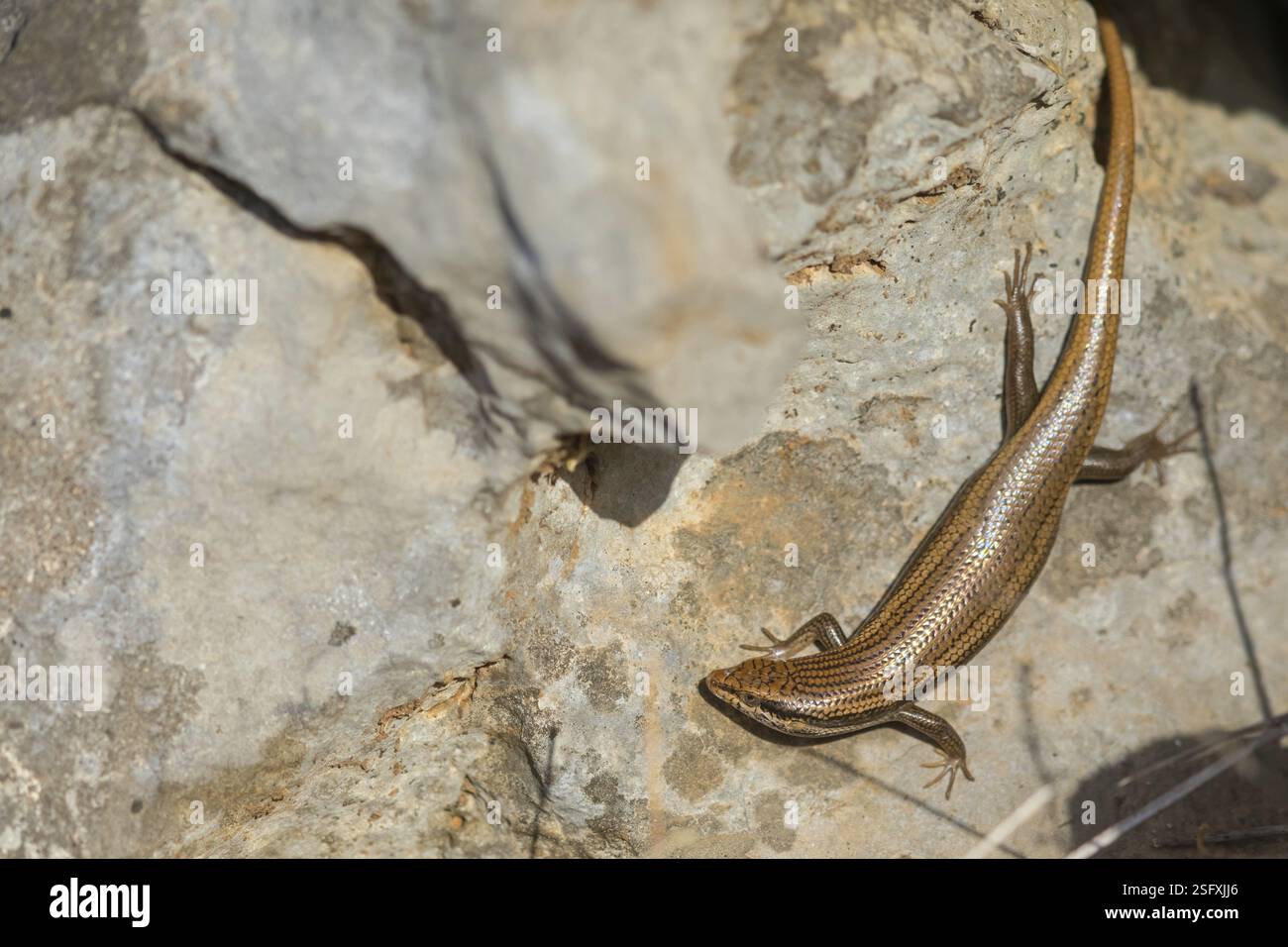 Short-necked skink, lizard, Sudan Mabuya, (Trachylepis brevicollis ...