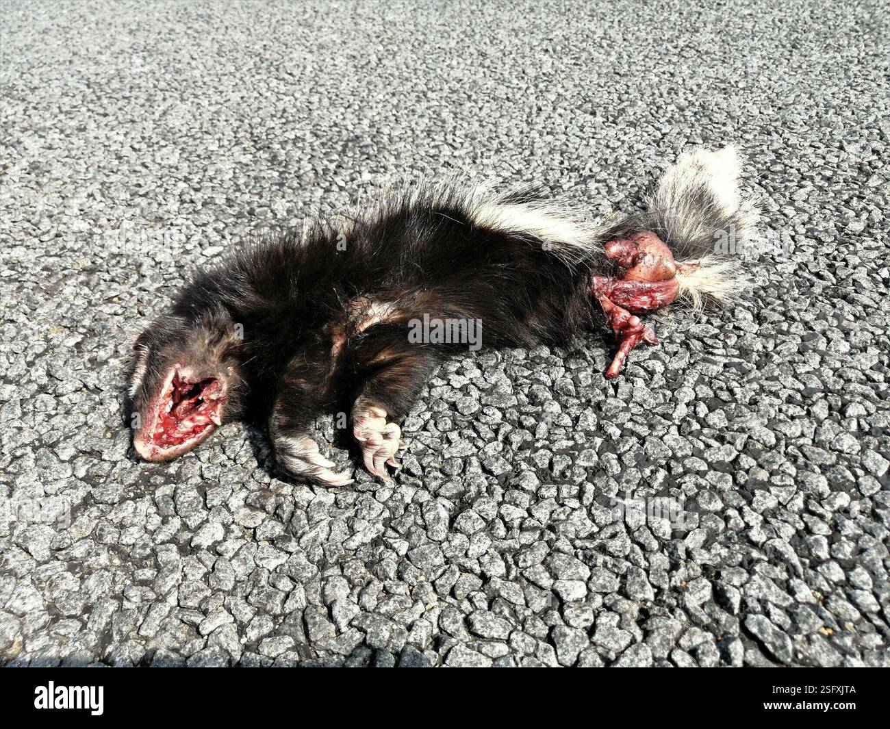 Zorilla (Ictonyx striatus), Mammalia, R63, South Africa Stock Photo - Alamy