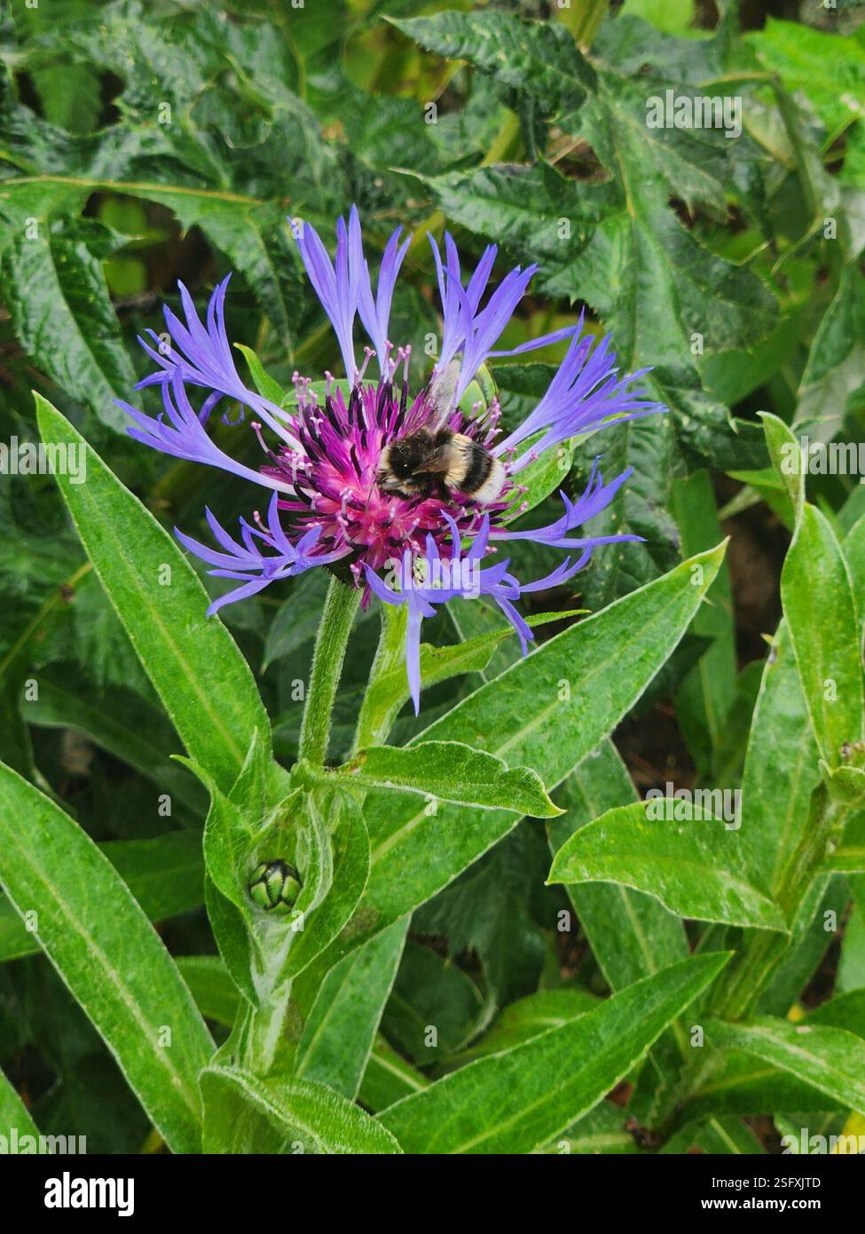 Buff-tailed Bumble Bee (Bombus terrestris), Insecta, Hobbiton Village ...