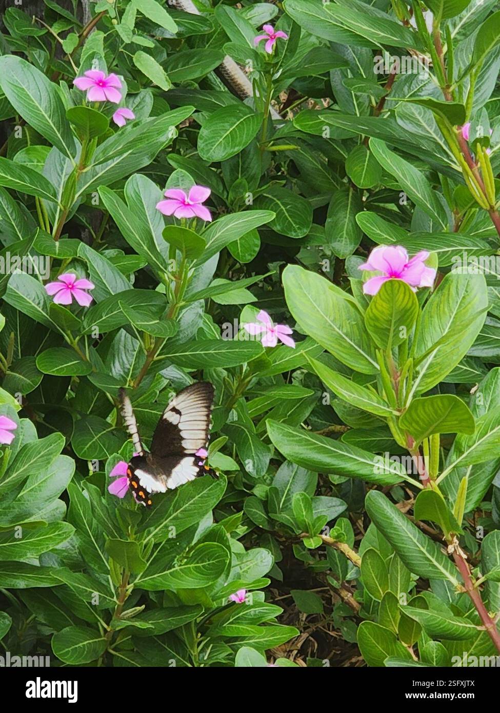 Orchard Swallowtail (Papilio aegeus), Insecta, Lawgi Dawes QLD 4716 ...