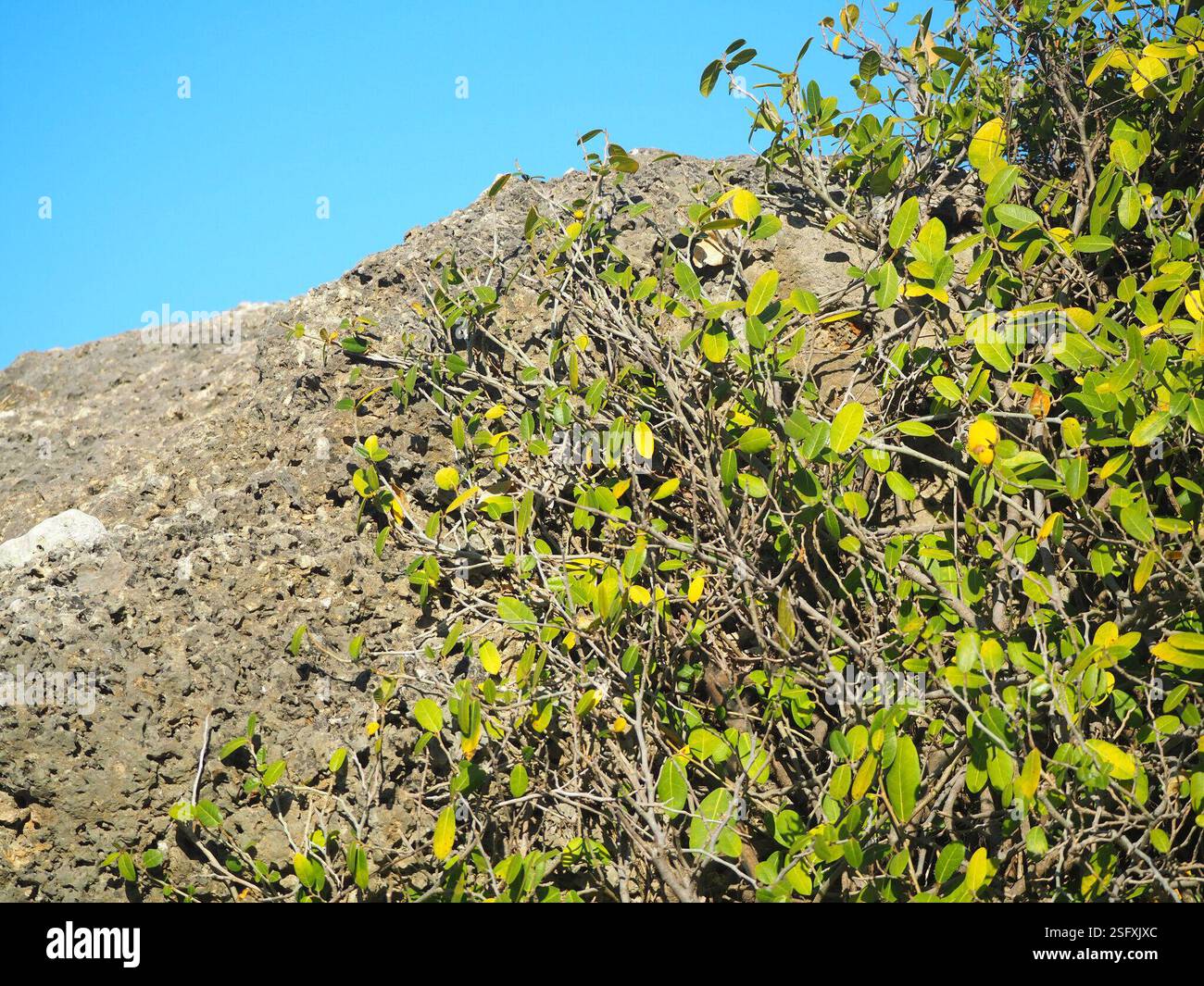 Dye fig (Ficus tinctoria), Plantae, 台灣高雄市 Stock Photo - Alamy