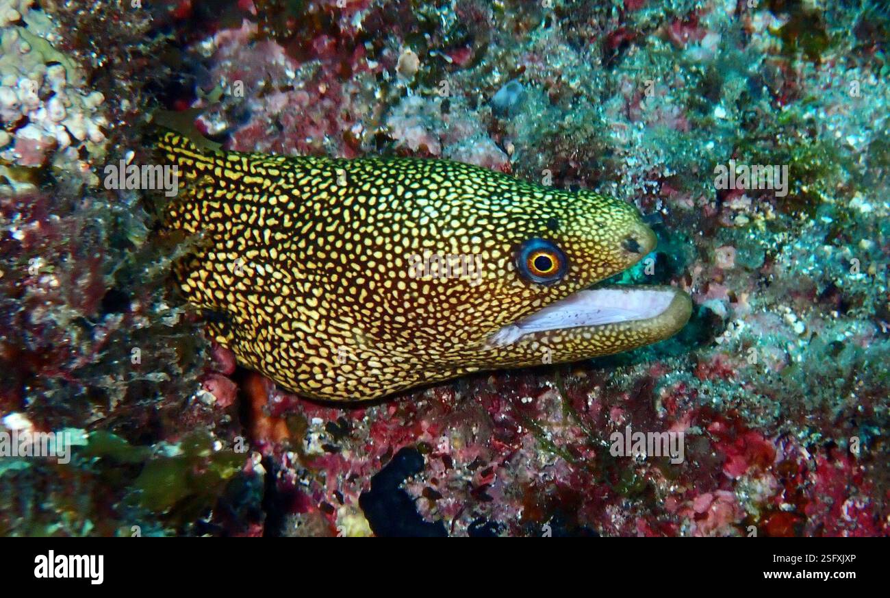 Goldentail Moray (Gymnothorax miliaris), Actinopterygii, Baía Entre ...